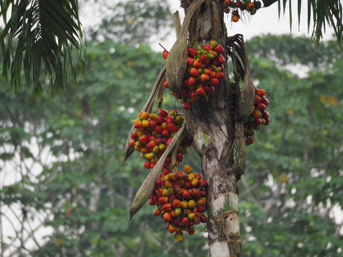 MORETE PALM – Yakum